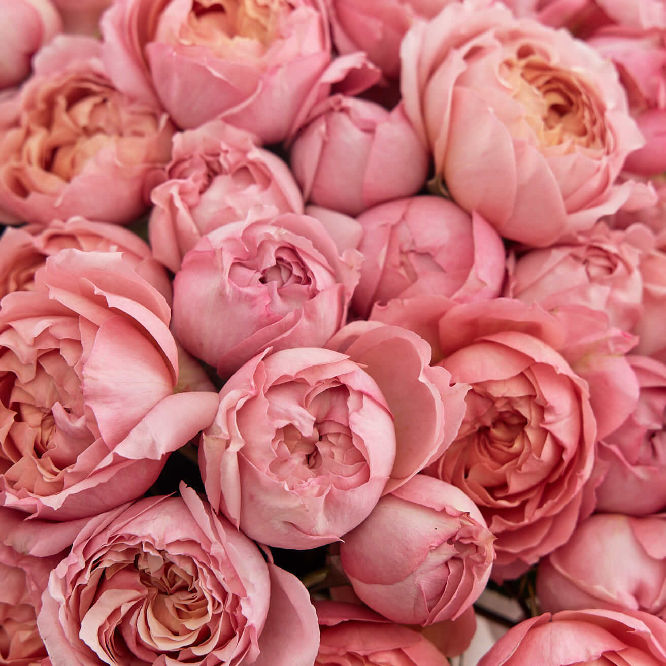 Купить Шляпная коробка Grand "Розы персиковые Juliet" PINK с доставкой ...